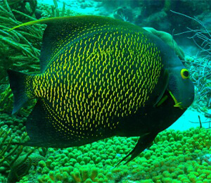 Key West Coral Reef | Key West Snorkeling Tours