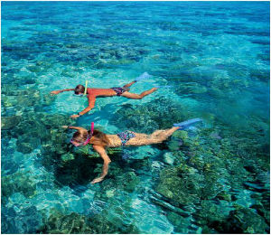 Key West Coral Reef | Key West Snorkeling Tours